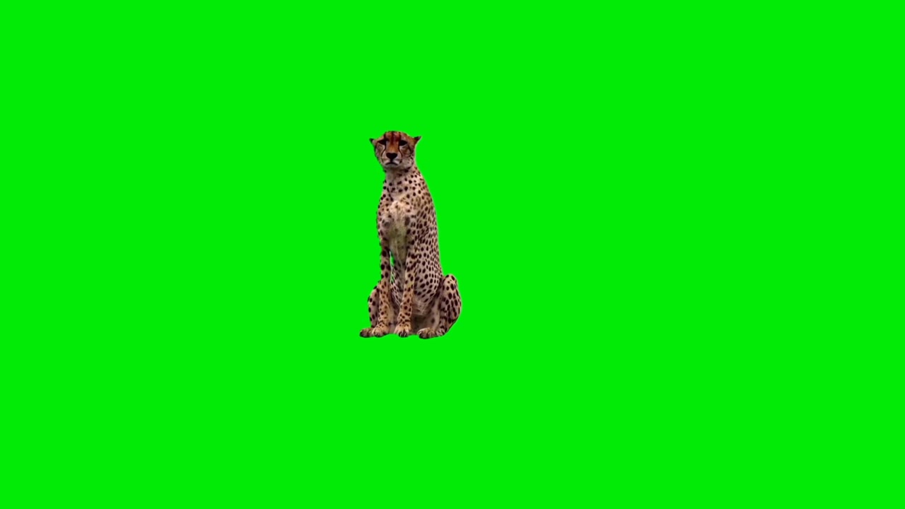 Green Screen Animals - Cheetah Stock Footage Video - YouTube