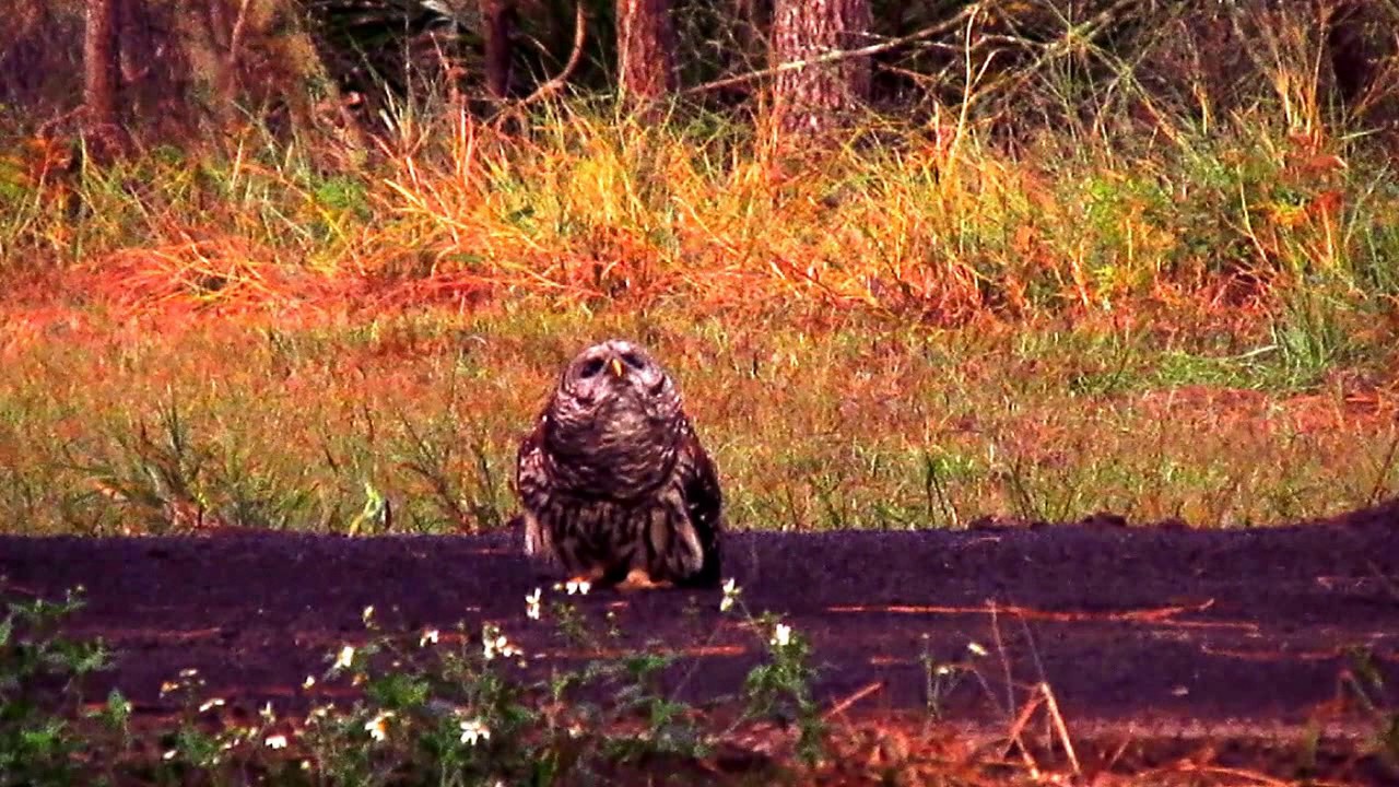 Barred Owl hunting bats 11/30/2016 - YouTube