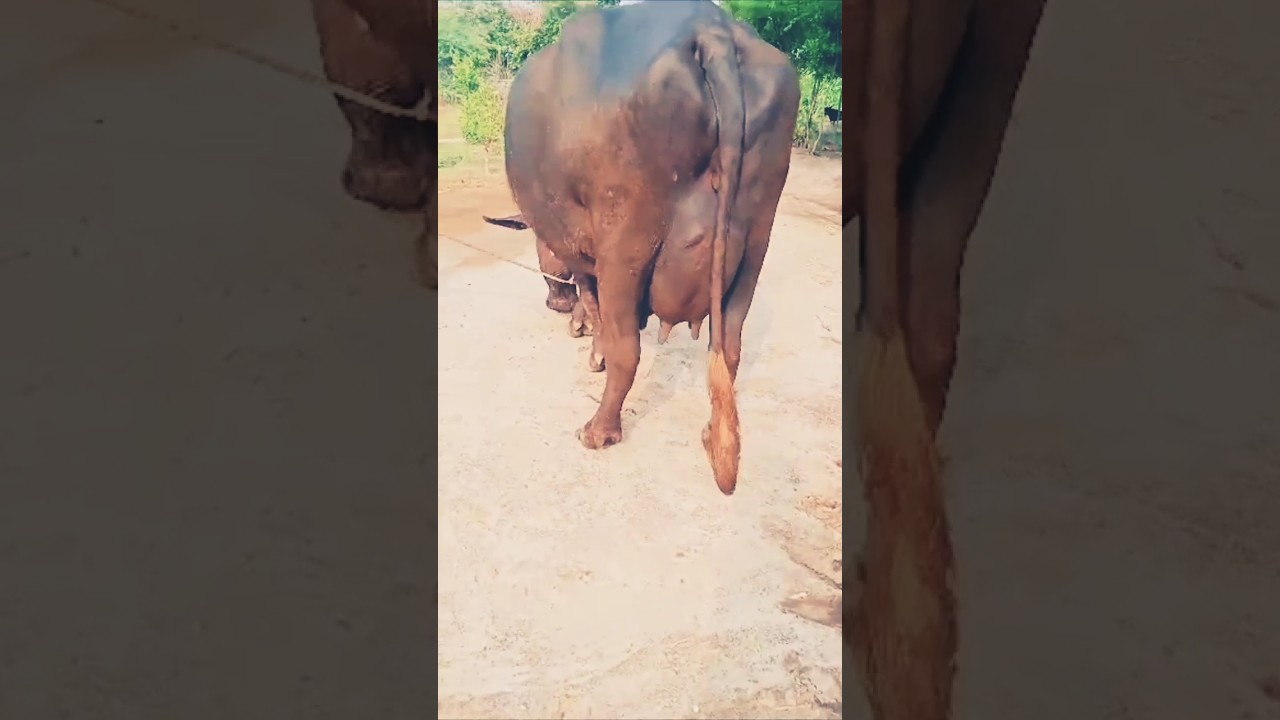 Pakistani Buffalo Neli Ravi #animals #cow #youtubeshorts - YouTube