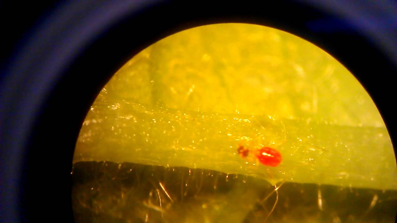 Balaustium leanderi ataque entre especie - YouTube