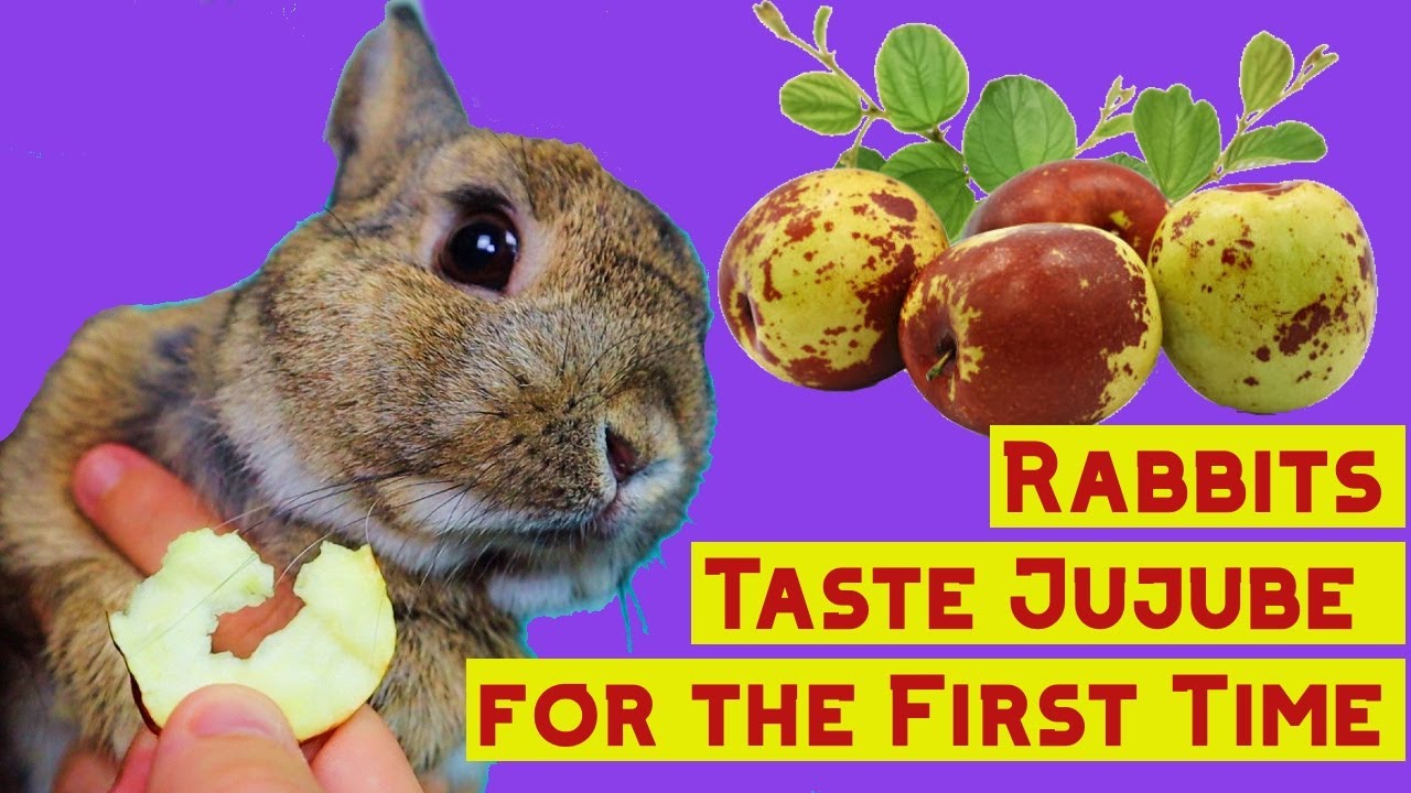 Bunny Jujube Taste Test: Rabbits Try Jujube for the First Time! Will ...