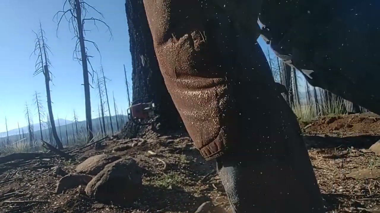 Timber Falling: Trying a 34" Bar - YouTube