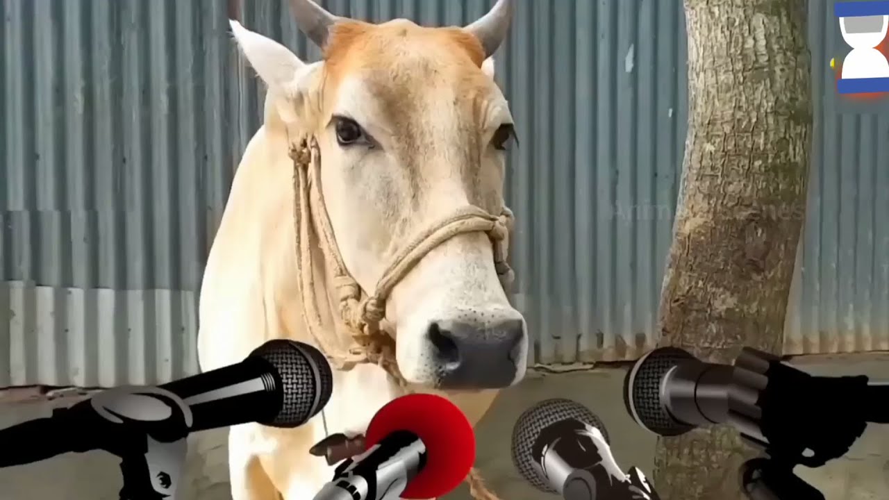 Funny Cow Dance Moments 6। Cow Song & Cow Videos - YouTube