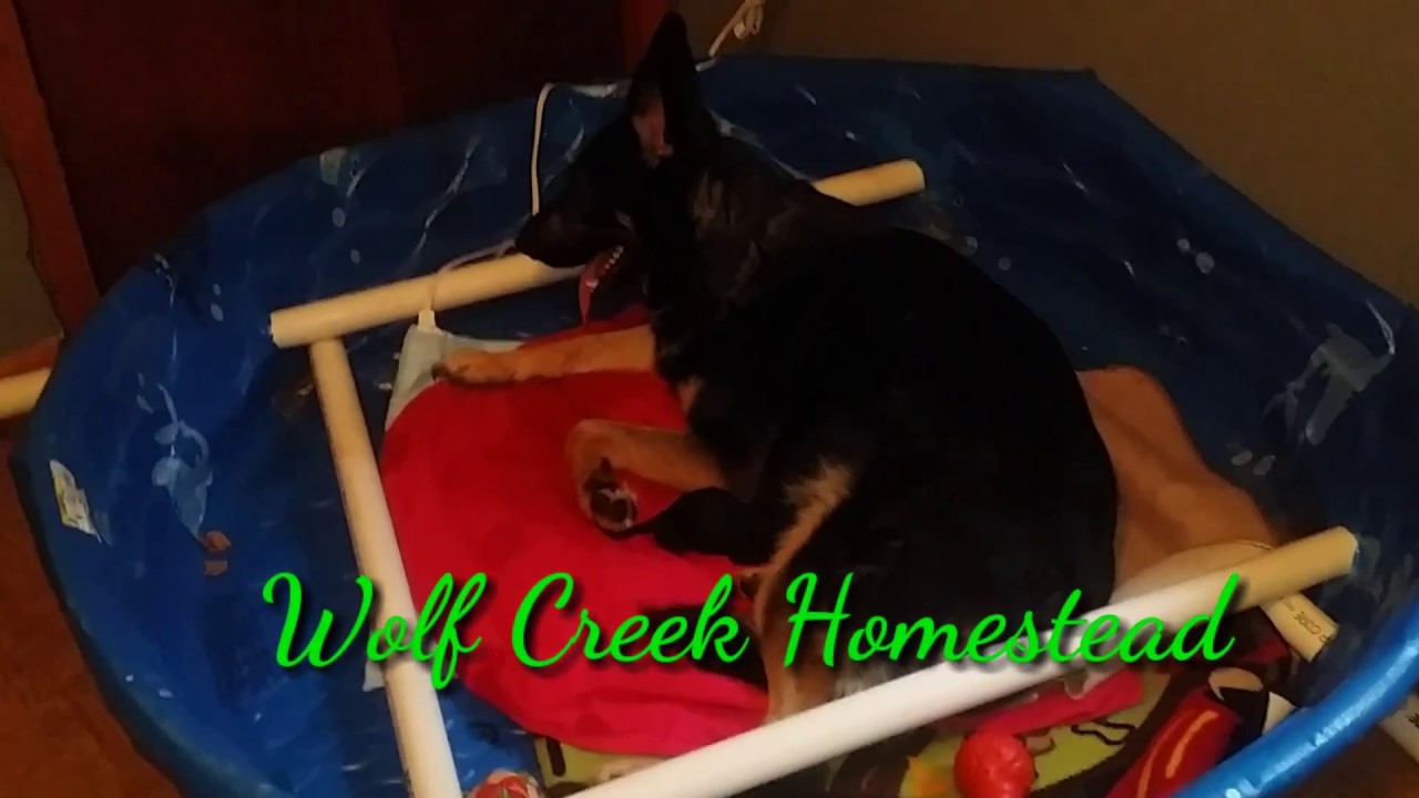 Whelping Puppies Part 2 - German Shepherd Birth - YouTube