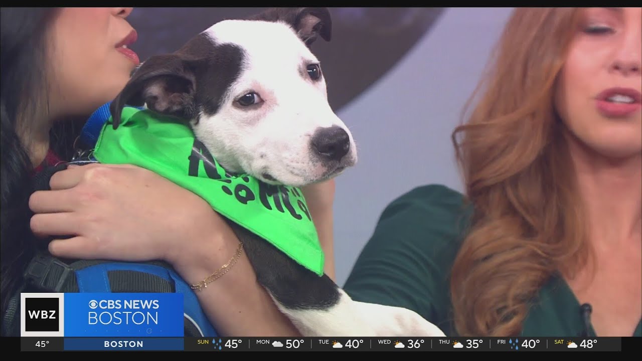 Pet Parade: Great Dog Rescue of New England in Woburn - YouTube