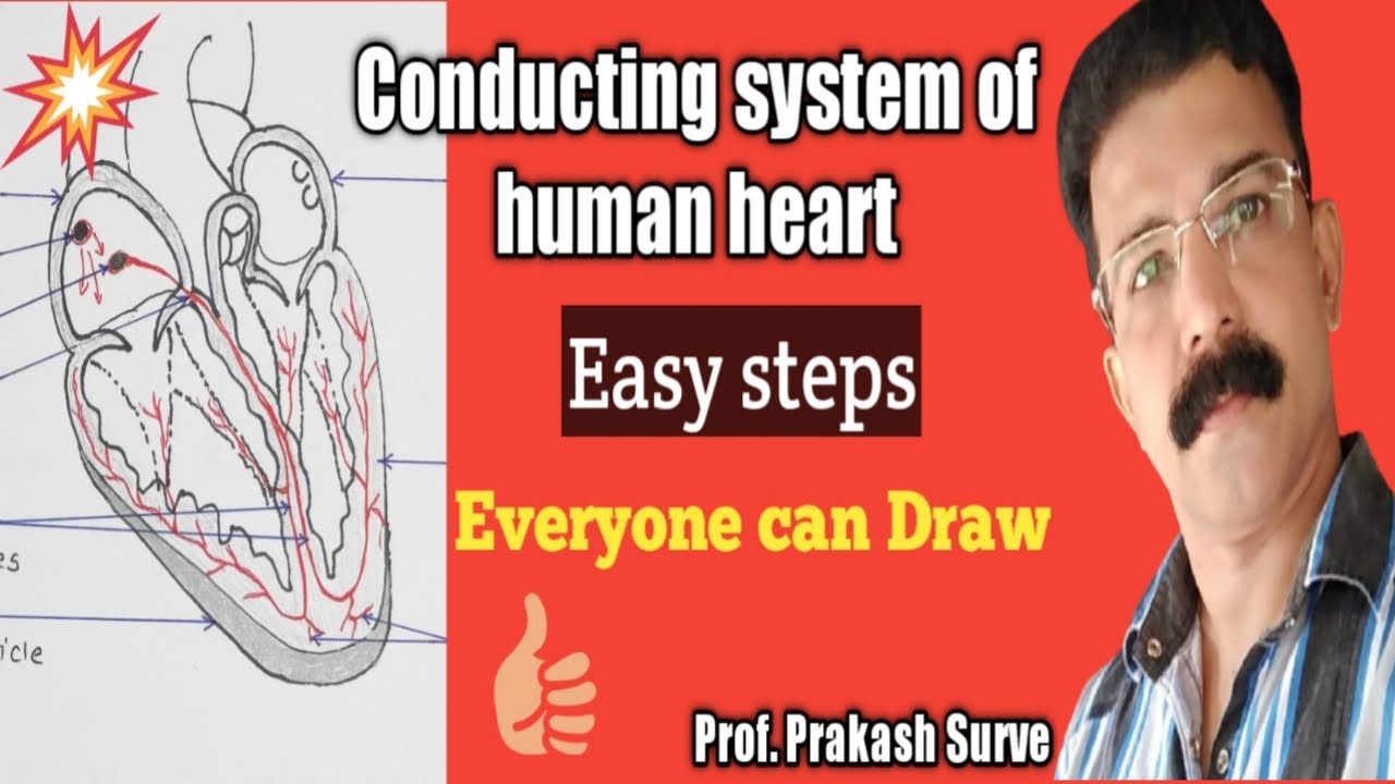 How to draw Conducting system of Human heart diagram easily ( Imp ...