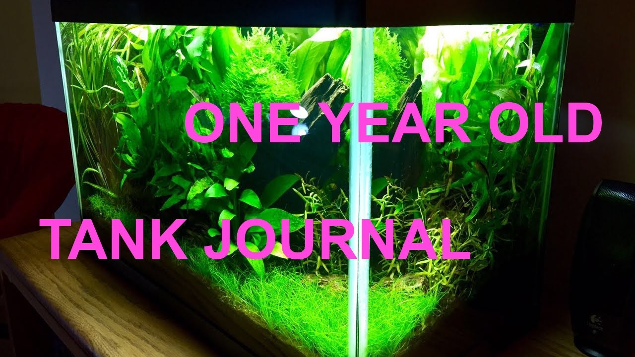 10 Gallon Planted Tank Journal | One Year - YouTube