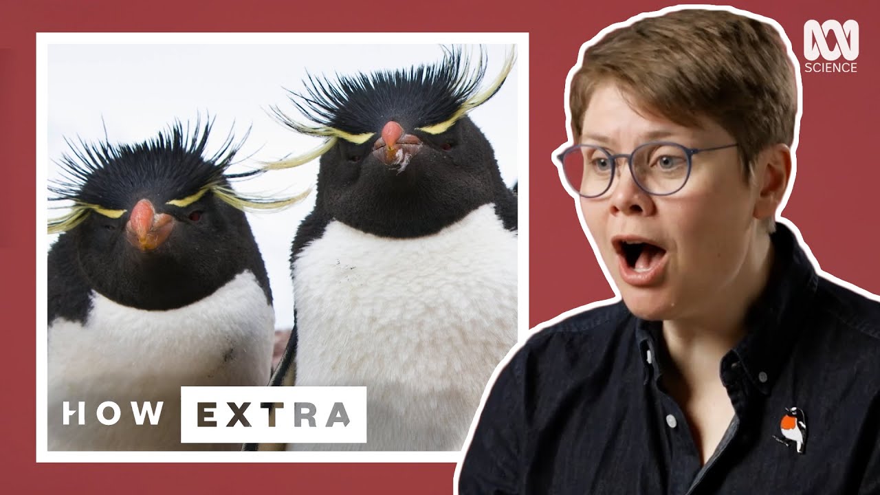 Do Penguins Really Mate For Life? | REACTION | How Extra: Love Edition ...