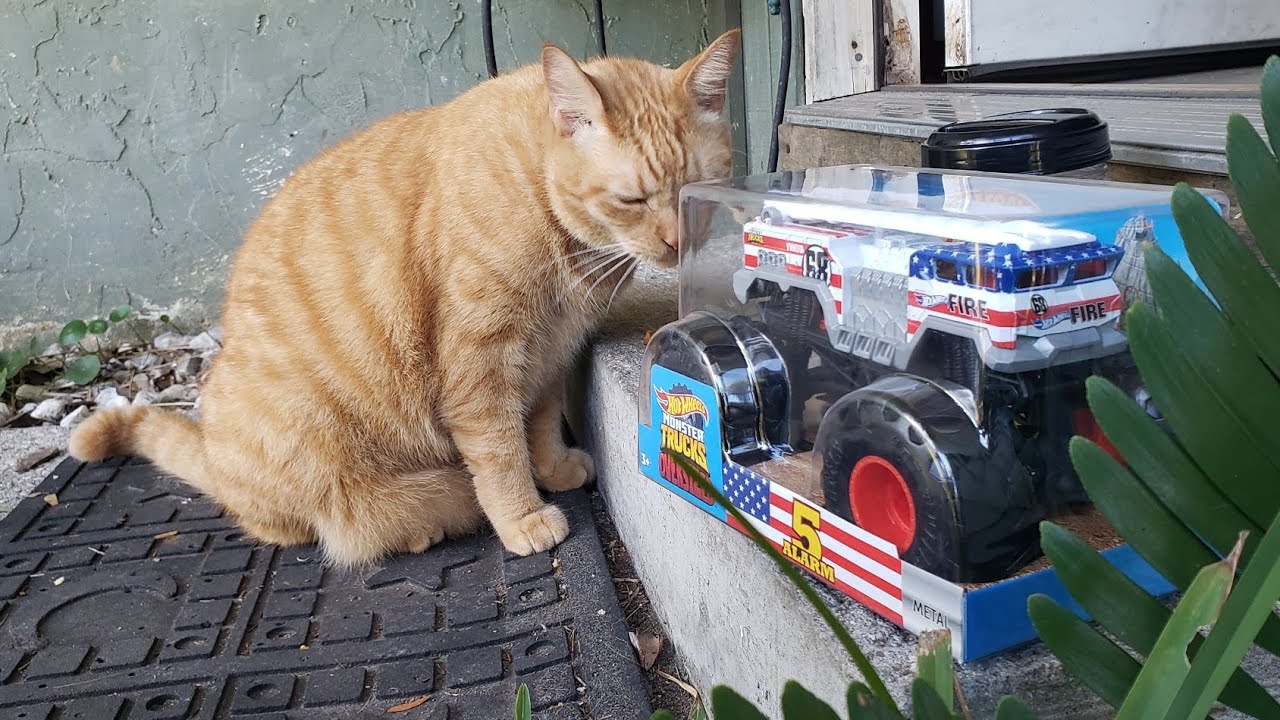 19 RANDOM MONSTER TRUCKS & 1 MONSTER CAT !...🐈🧡😄 - YouTube