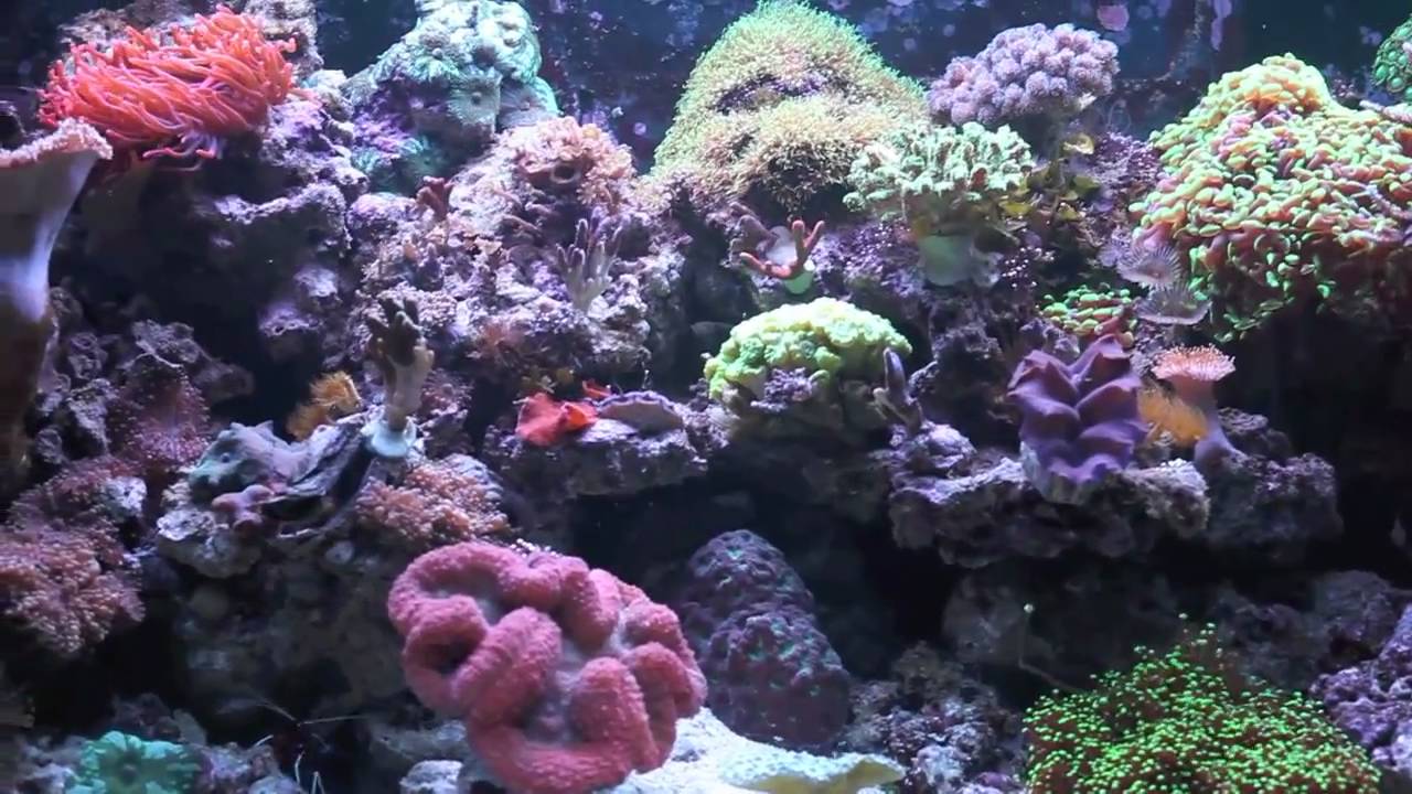 Red Sea Max 250 update v.3 coral reef aquarium - YouTube