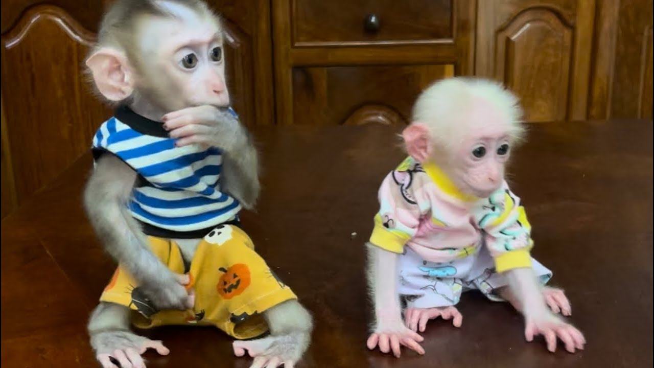 So beautiful monkey Bryyan and Icy waiting for milk 🥰 - YouTube