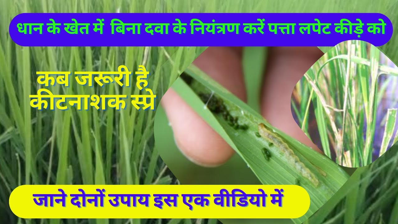 leaf folder in paddy/पत्ता लपेट की दवा /paddy leaf folder control/leaf ...