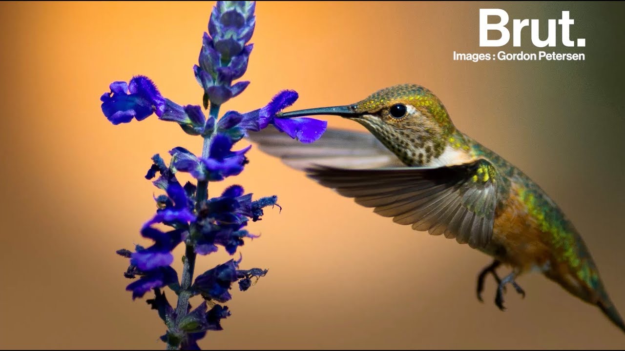 Comment les colibris volent ? - YouTube