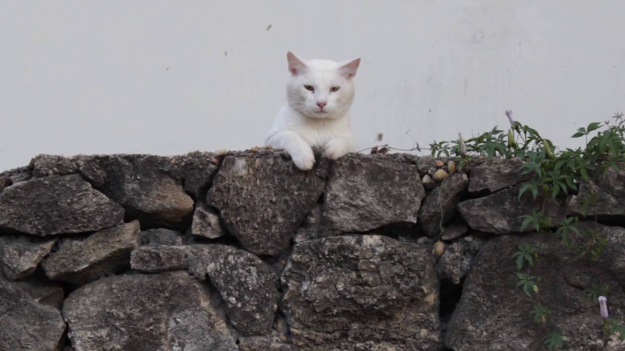 White Cat On Stone Wall FREE STOCK FOOTAGE 1080p FULL HD - YouTube