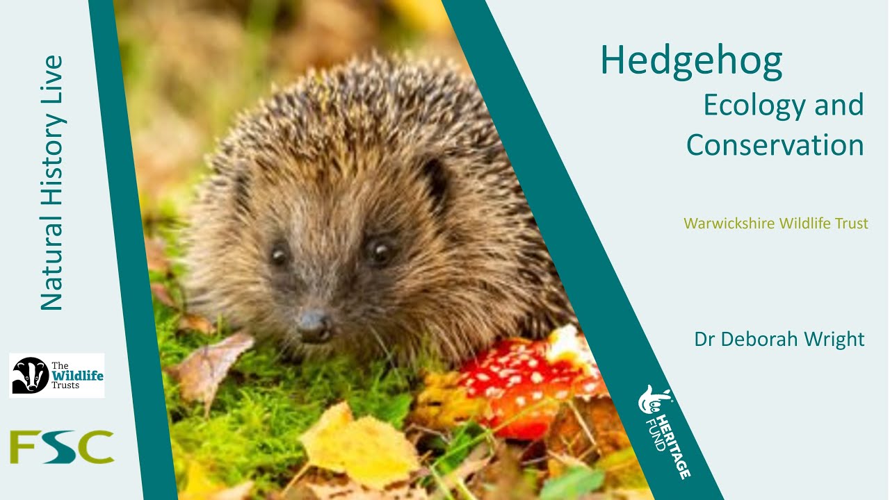 Hedgehog Ecology and Conservation - YouTube