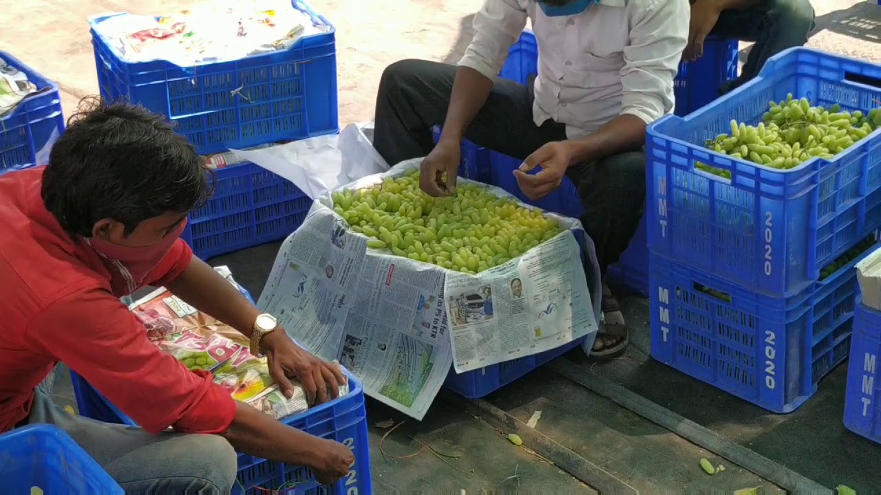 Packaging of export quality grapes#निर्यात गुणवत्ता के अंगूर कैसे करें ...