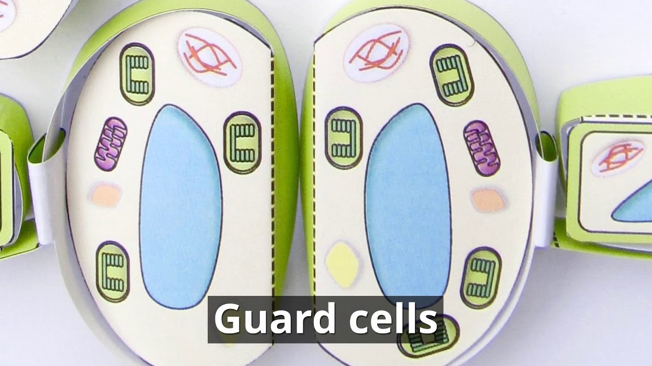 Lovely Leaves Origami Organelle - YouTube