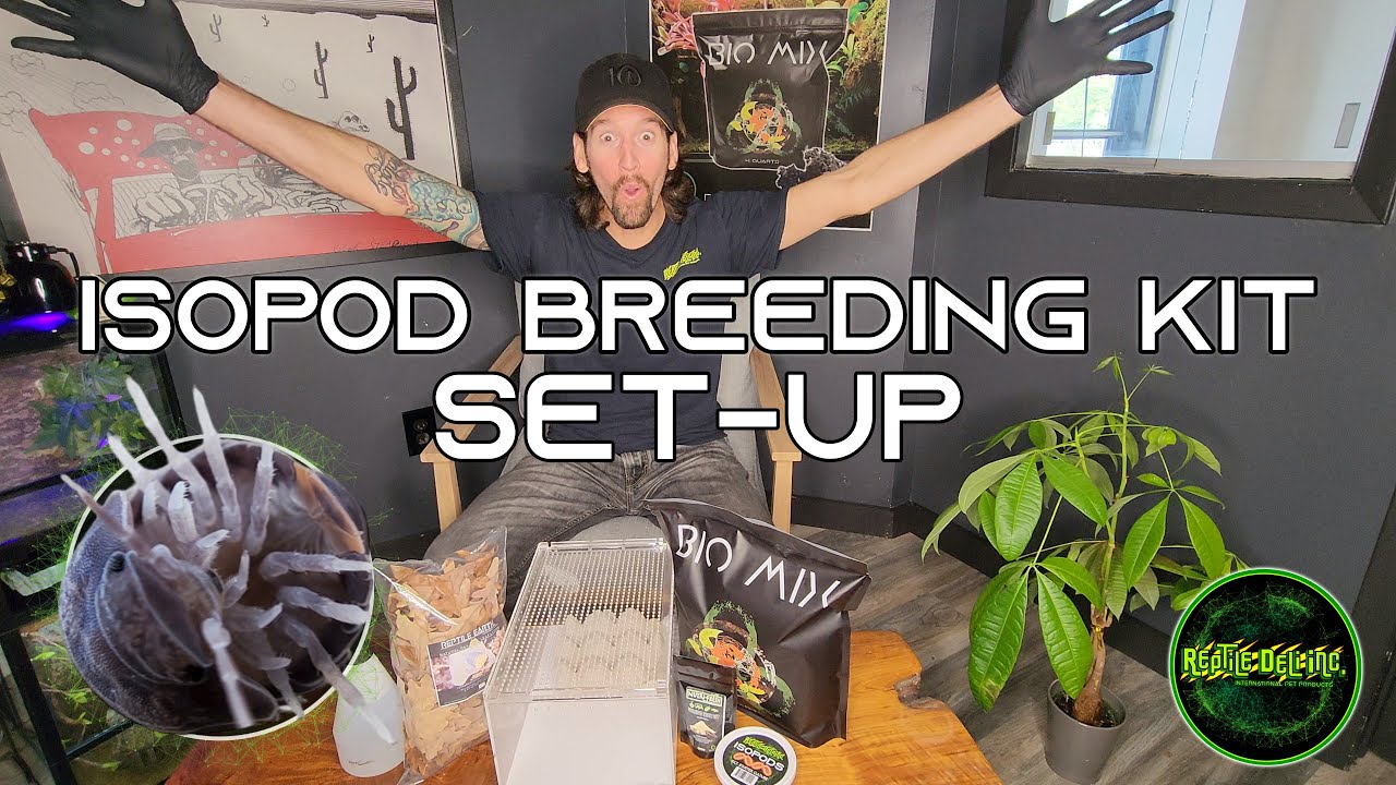 Isopod Breeding Starter Kit by Reptile Deli (Full Setup Guide) - YouTube