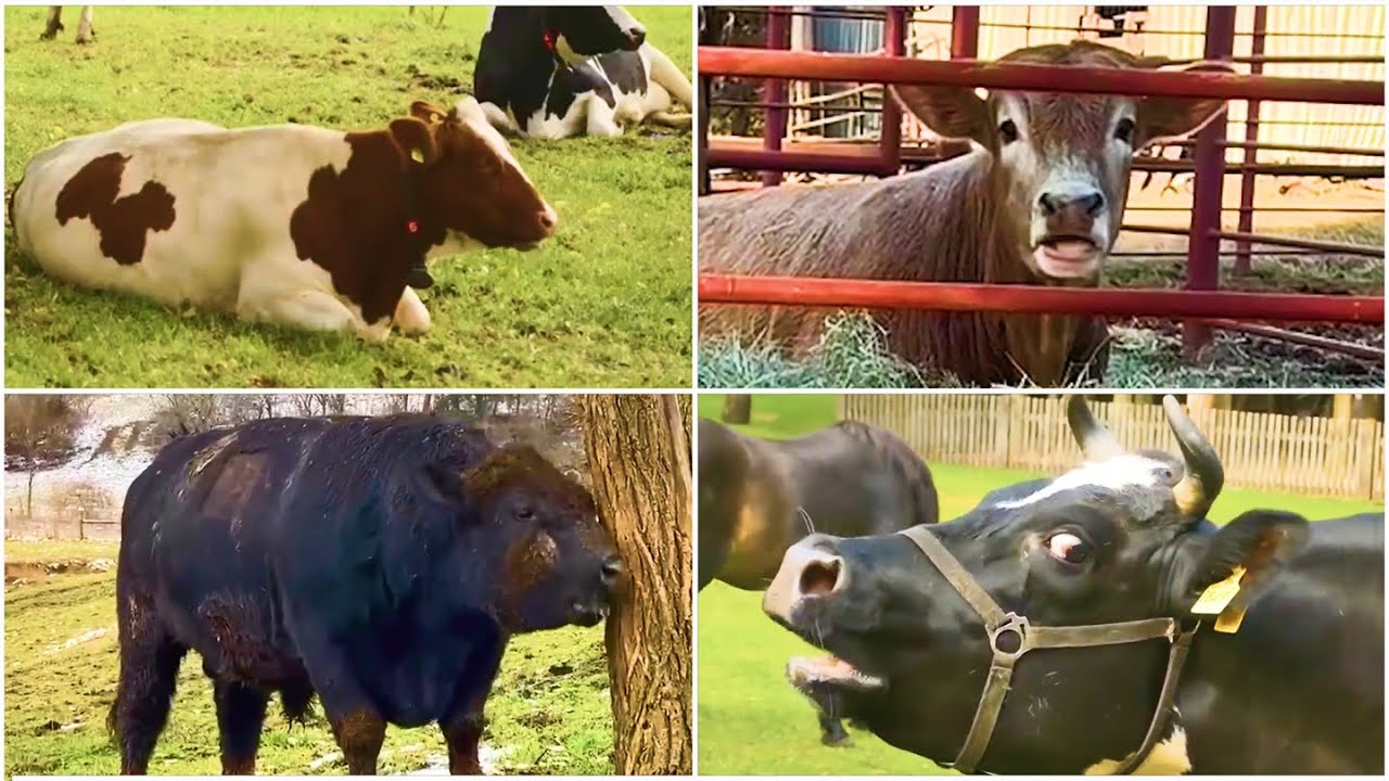 Epic 🧙‍♂️ battle ⚔️! Lady cows 🐄 take on 💪 a black bull 🐮! - YouTube