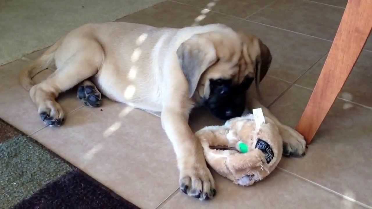 Cute English Mastiff Puppy - YouTube
