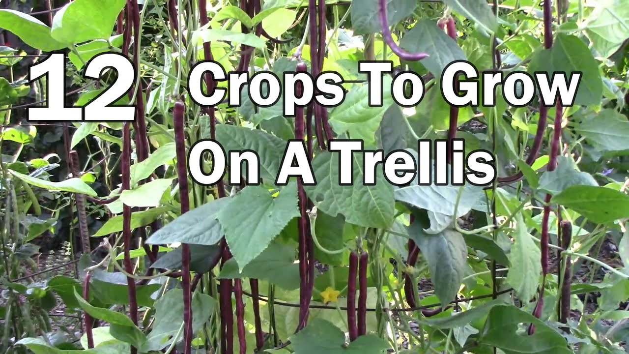 Vertical Gardening - 12 Vegetables That Can Be Grown On A Trellis - YouTube