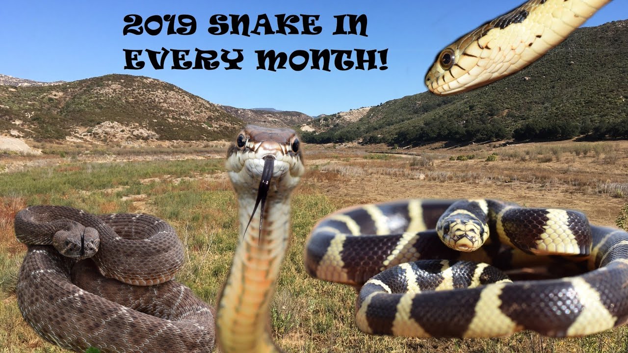 HOW TO FIND A SNAKE IN EVERY MONTH OF THE YEAR! SOCAL EDITION 2019 ...