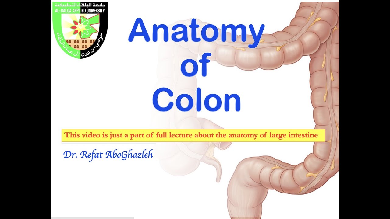 Anatomy of Colon - YouTube
