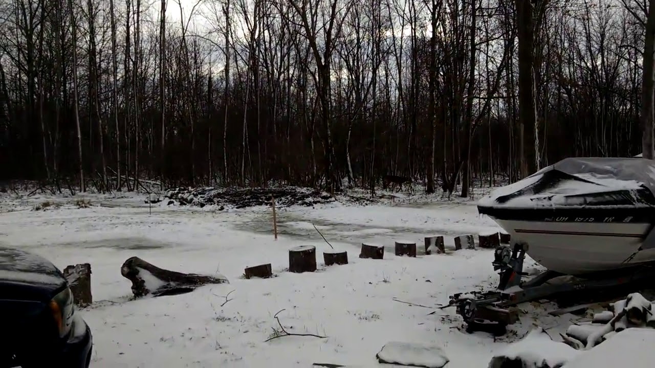 Family of deer mourning the loss 1 - YouTube