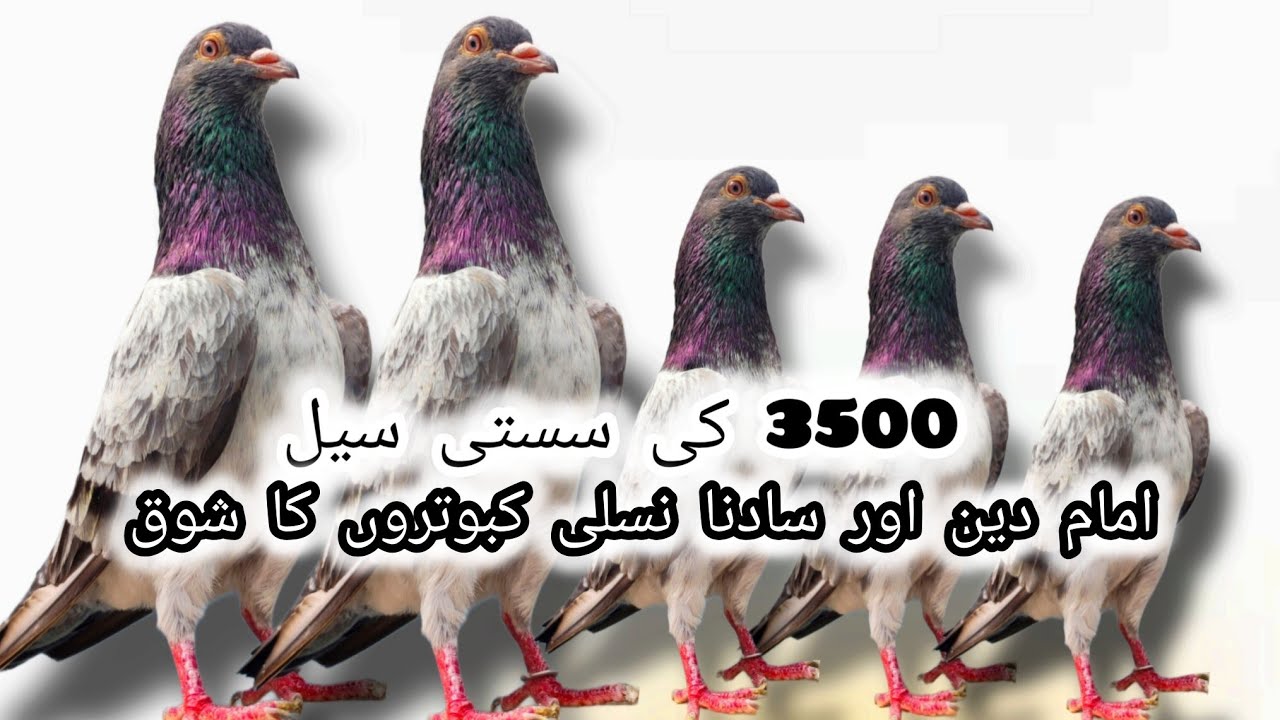 sadhna kabooter top quality kabooter + imam din nayab kabooter setup ...