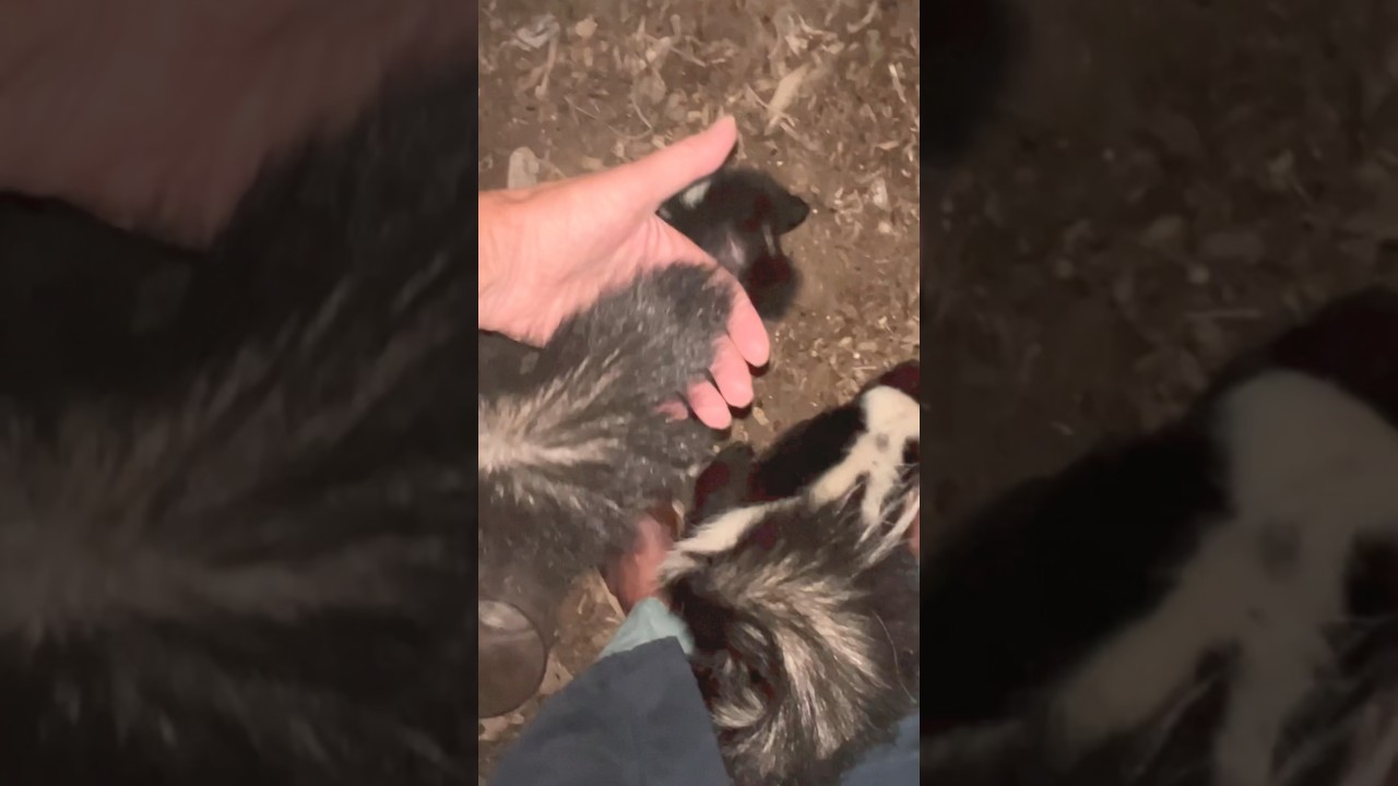 Friendly Skunk Sisters #backyardwildlife #skunks #siblings #touchable ...