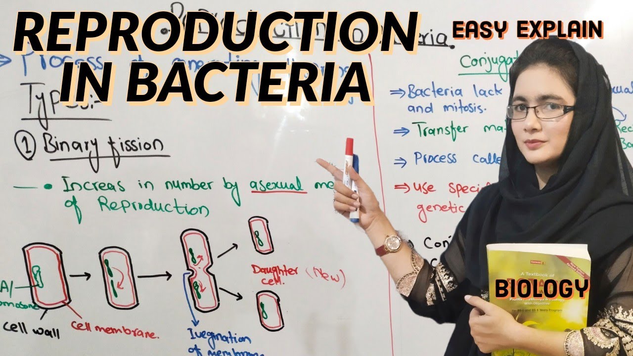 Reproduction in bacteria class 11: How bacteria are reproduced. - YouTube