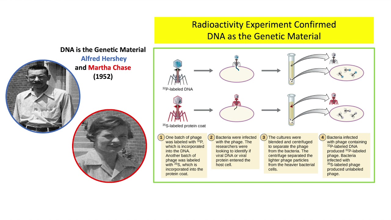 Alfred Hershey Experiment