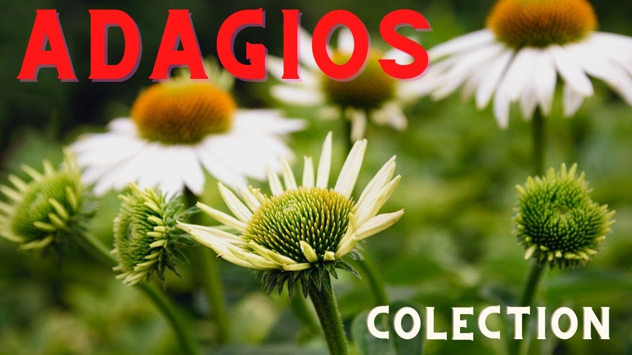 Adagios Relaxing Classical Music.. - YouTube