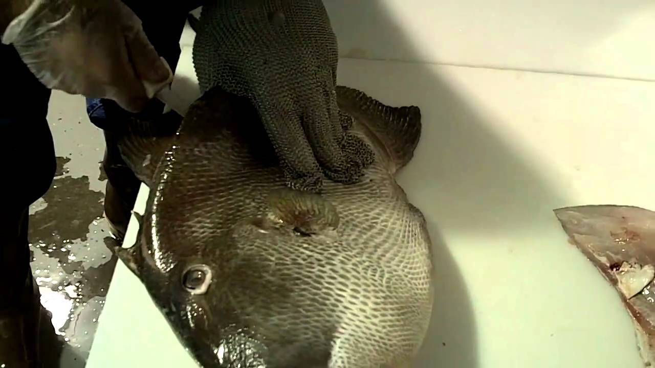 Seafood 101 Triggerfish - YouTube