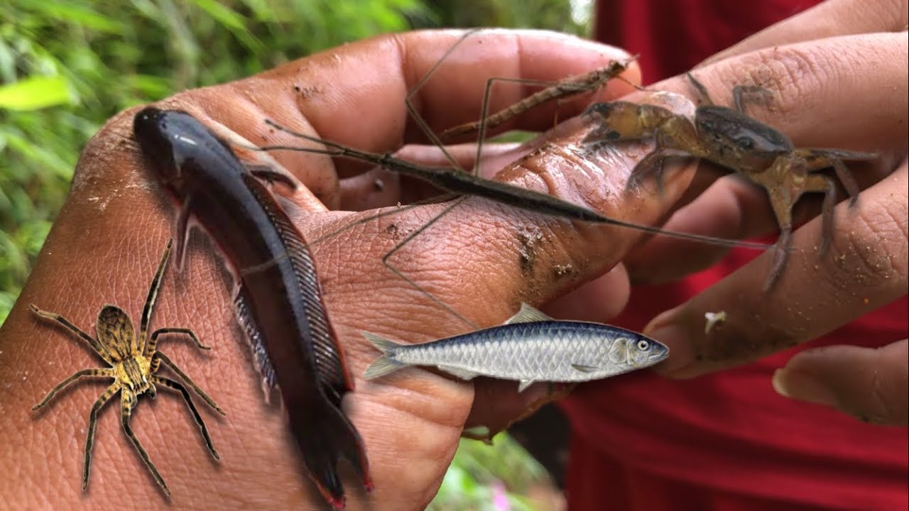discover many unique aquatic animals when the river dries up‼️dragon ...