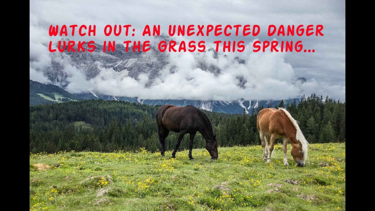 Watch Out: An Unexpected Danger Lurks in the Grass this Spring... - YouTube