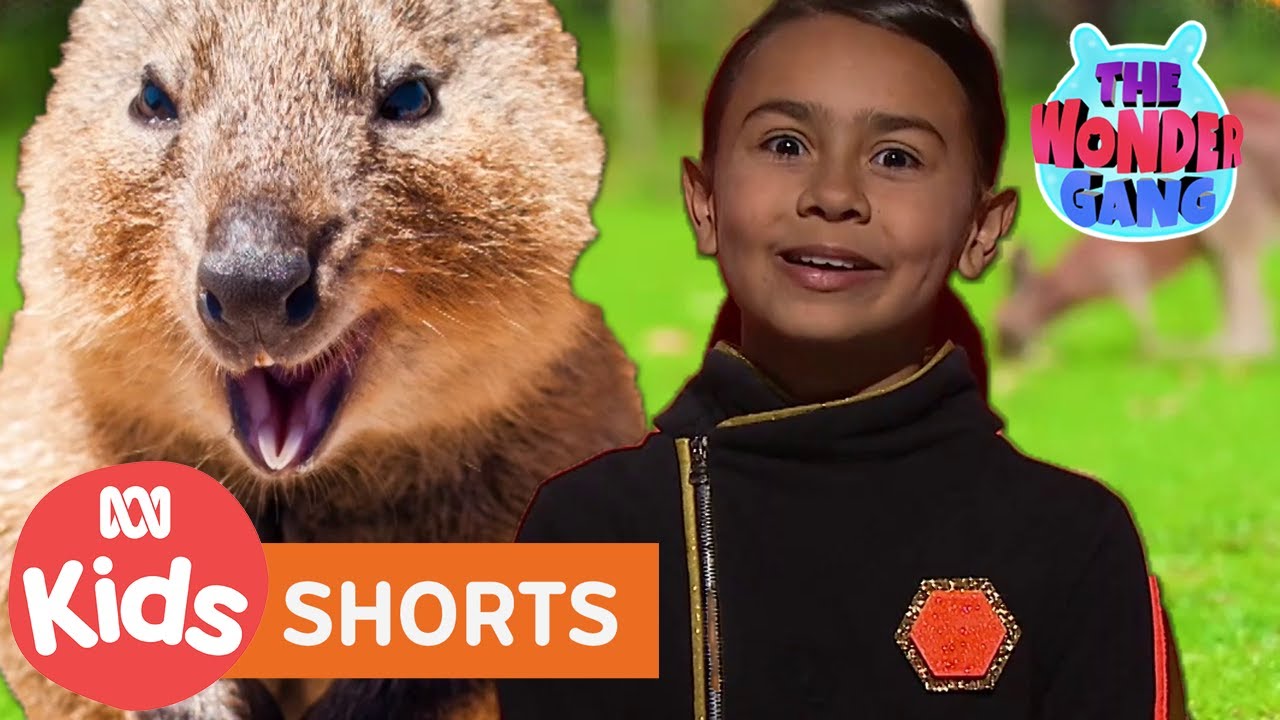 Fun Facts About Marsupials The Wonder Gang ABC Kids YouTube fun-facts-about-marsupials-the-wonder-gang-abc-kids-youtube