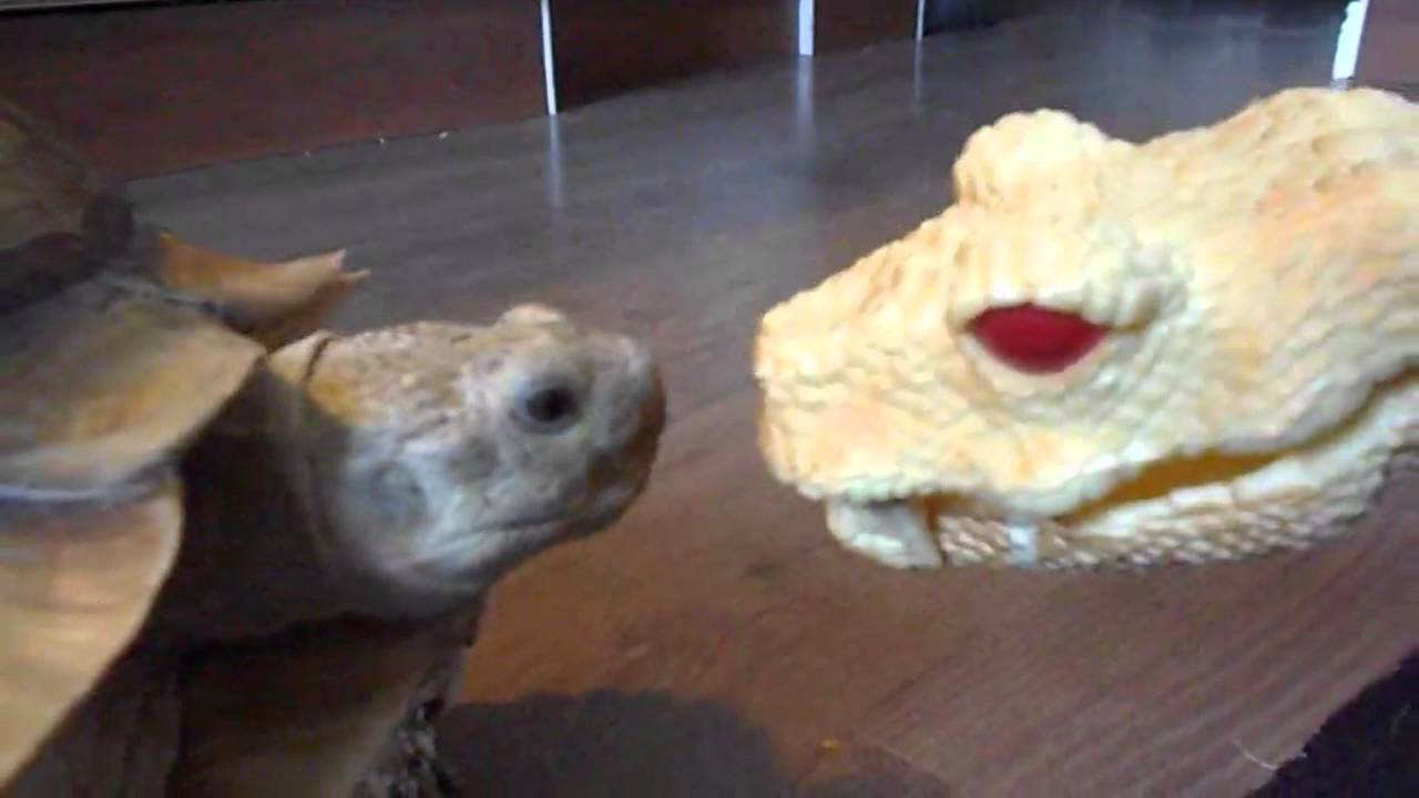 Sulcata Tortoise Vs Giant Snake!!! Real Fight!! Must See! - YouTube
