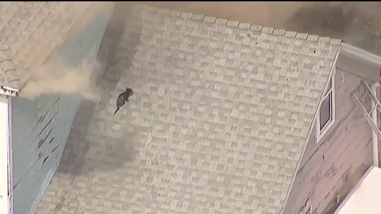 Cat stuck on roof of burning home caused tense moments in Palm City ...
