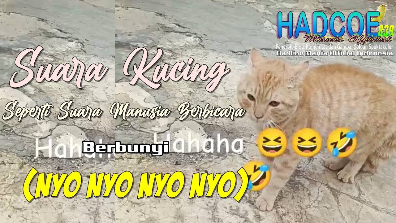 Suara Kucing Seperti Suara Manusia Berbicara Berbunyi Nyo Nyo Nyo Nyo ...