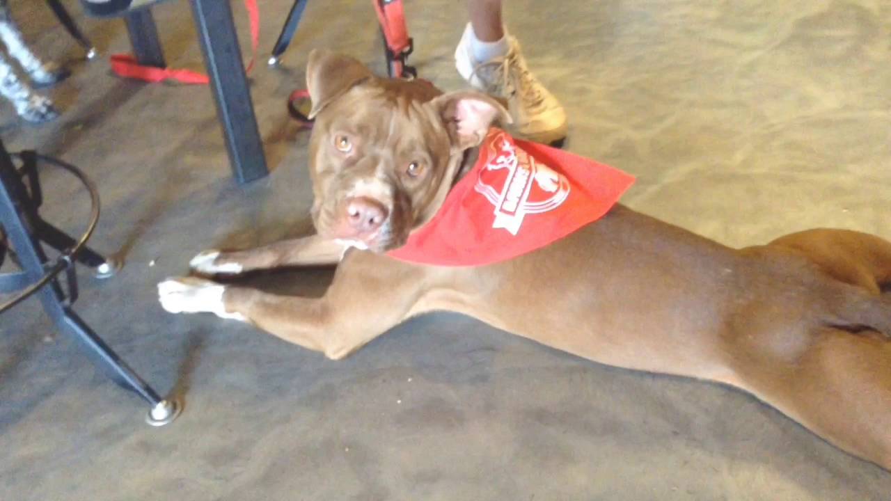 Adopt A Less Adoptable Pet Week :: Sept 18-24 2016 - YouTube
