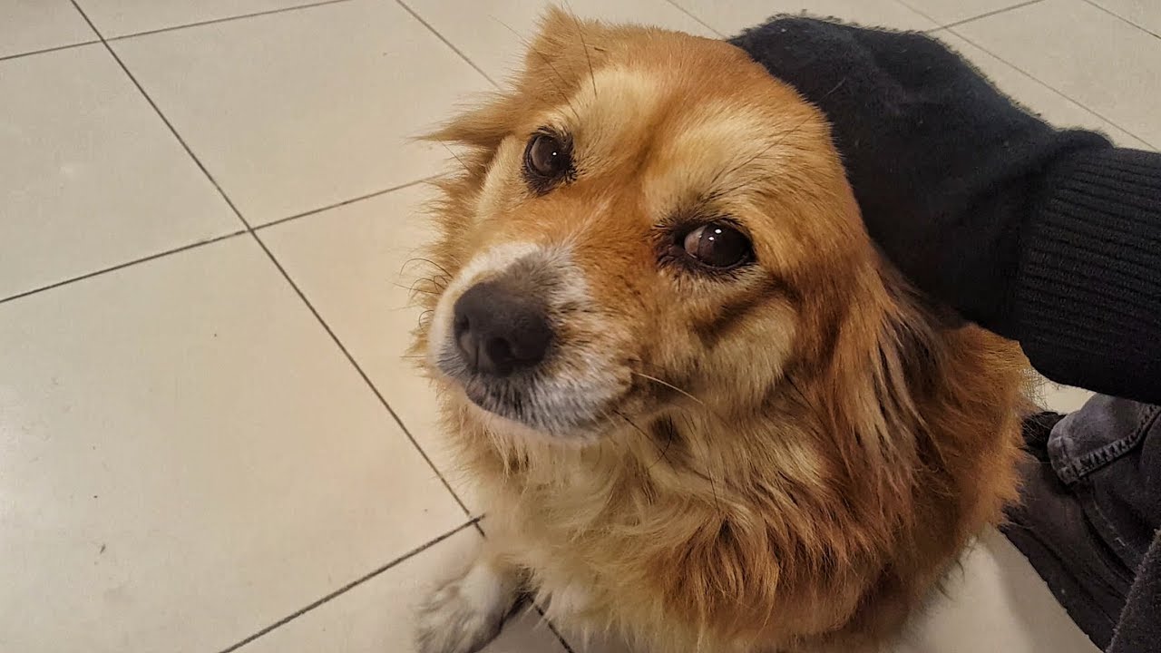 Un cane stupendo che ama le carezze! - YouTube