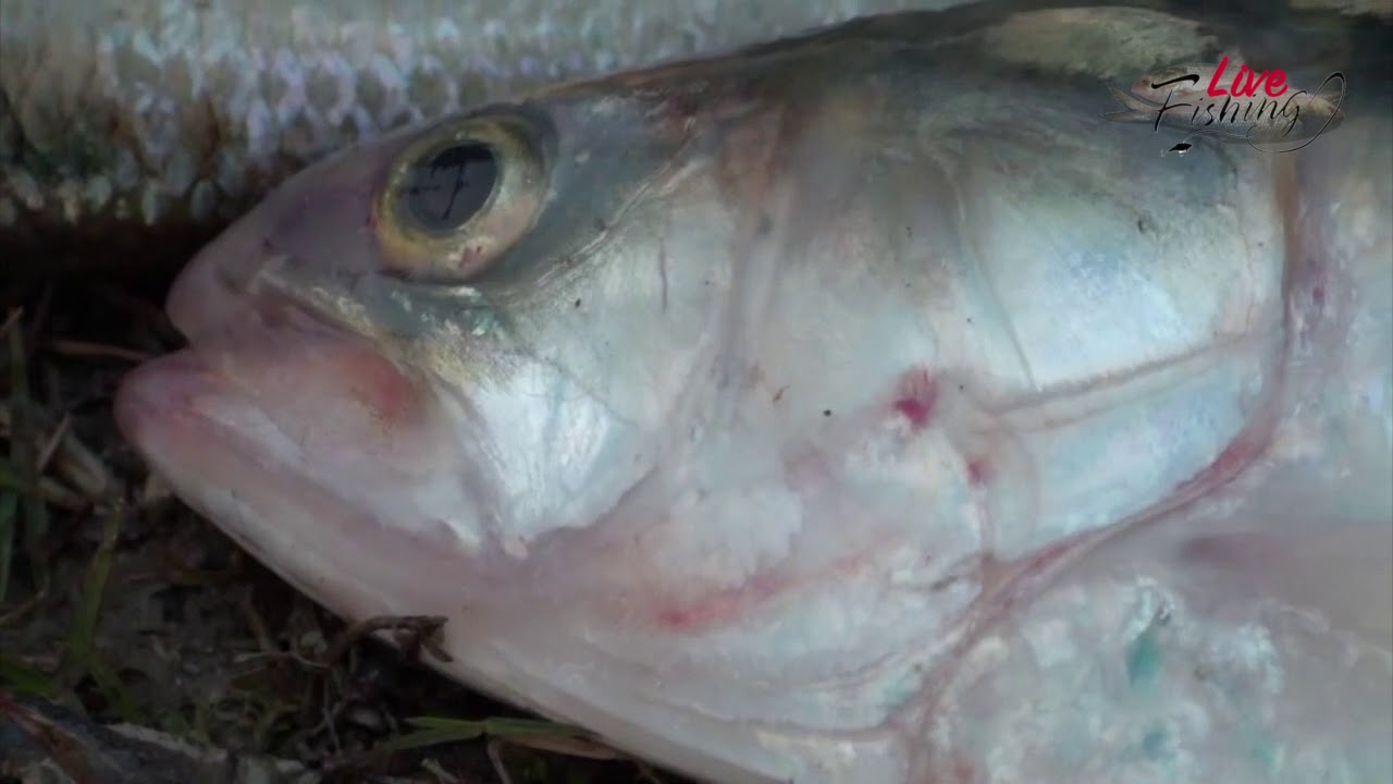 How to catch Hilsa Fish | Caught lots of Hilsa | Must Watch | Big Catch ...