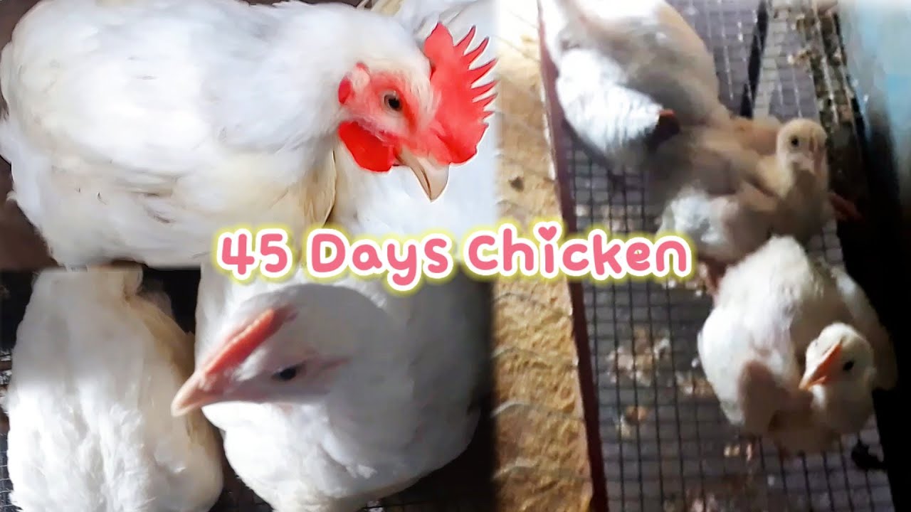 45 Days broiler chicken |Ito ay magandang pangnegosyo |Jin Sai TV - YouTube