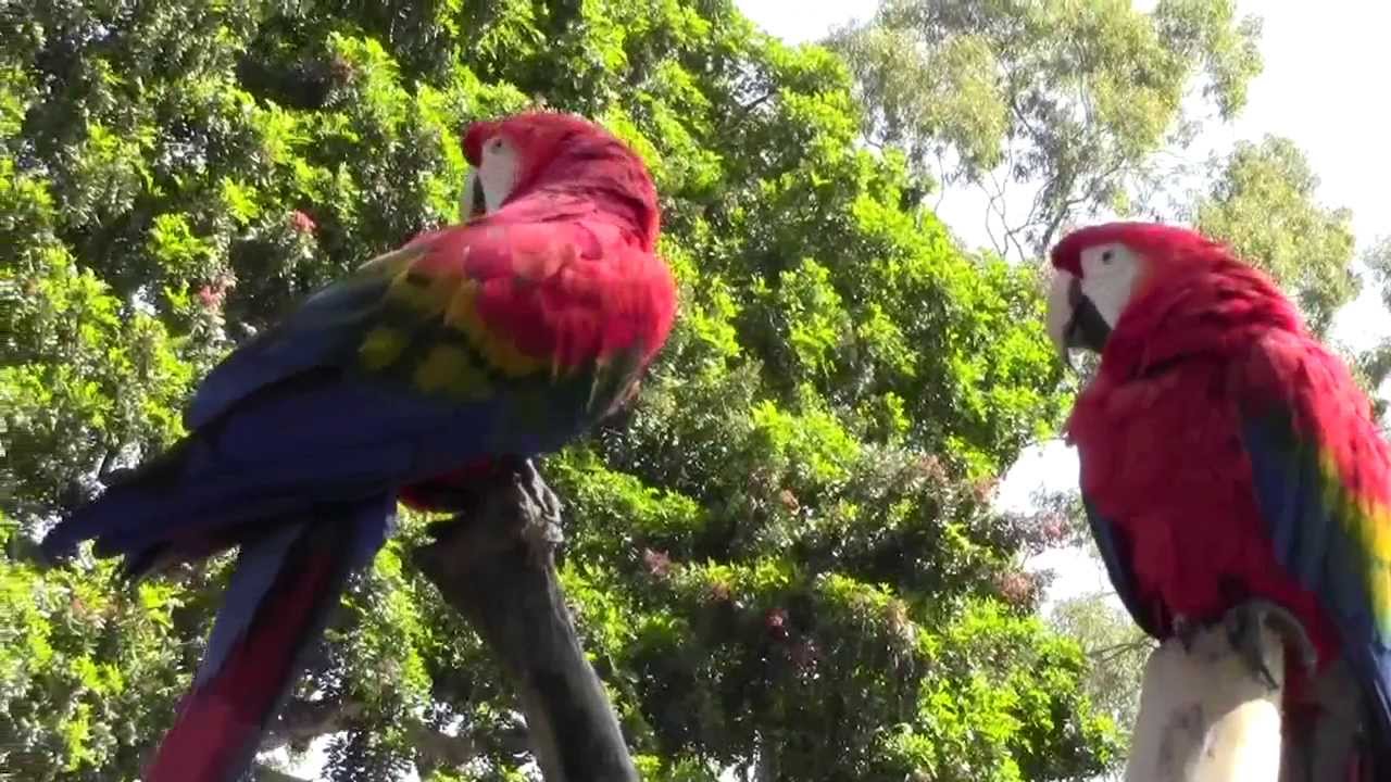 Scarlet Macaws, Chilean Flamingos, Painted Turtles and more in the ...