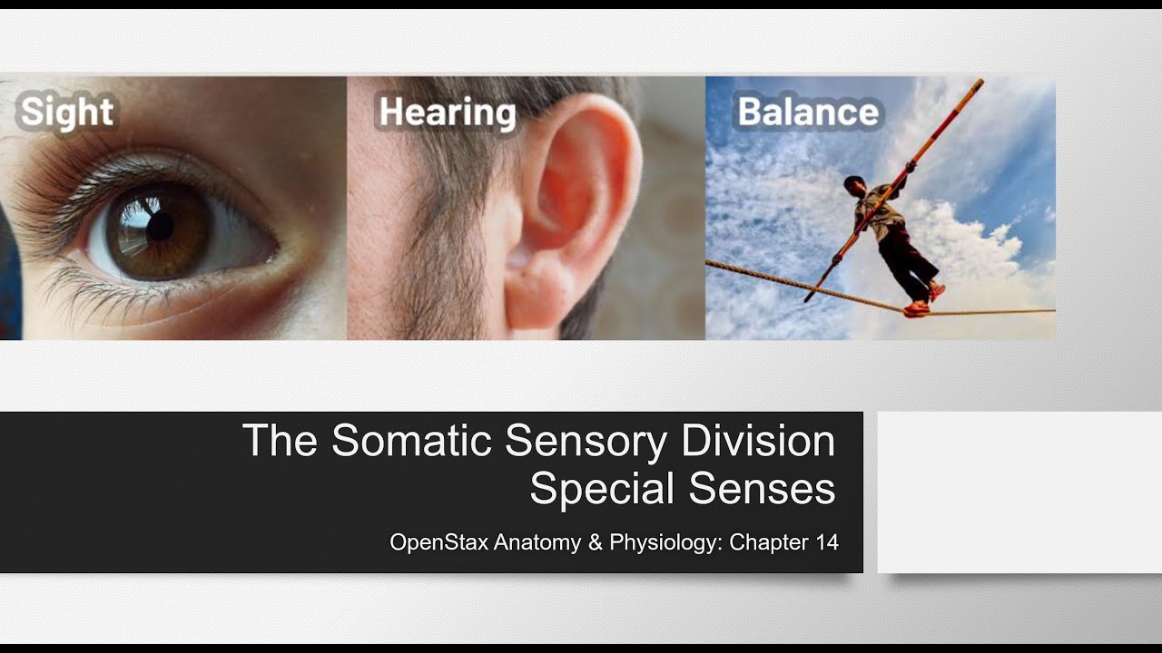 Somatic Senses Overview - YouTube