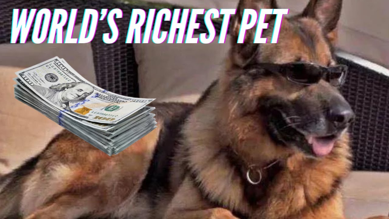 Top 8 Richest Pets in the world who Live Like Royalty. #unusual # ...