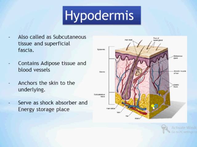 Hypodermis