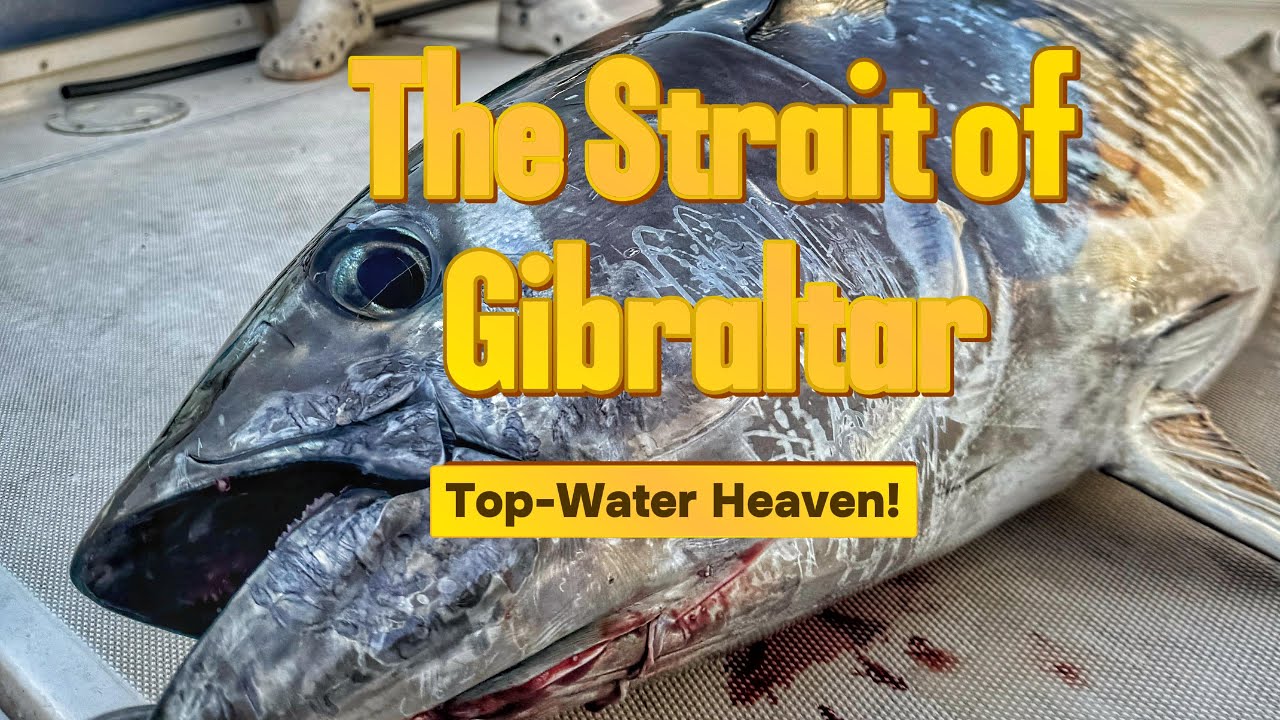 Top Water Heaven for Bluefin Tuna - The Strait of Gibraltar, Tuna ...