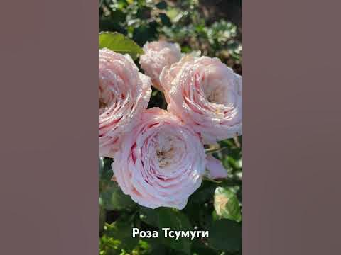 Роза Тсумуги/ rose Tsumugi - YouTube